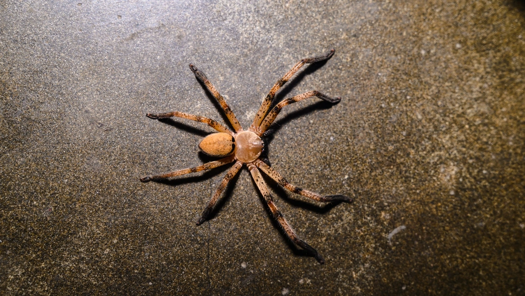 How to identify huntsman spiders indoors