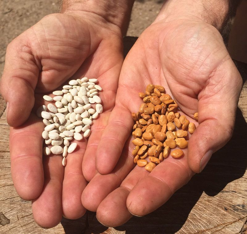 15 types of beans you didn't know about