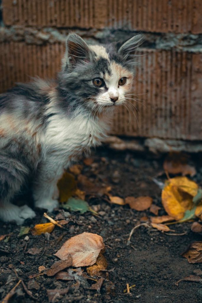 How a tiny stray kitten saved her human helper instead