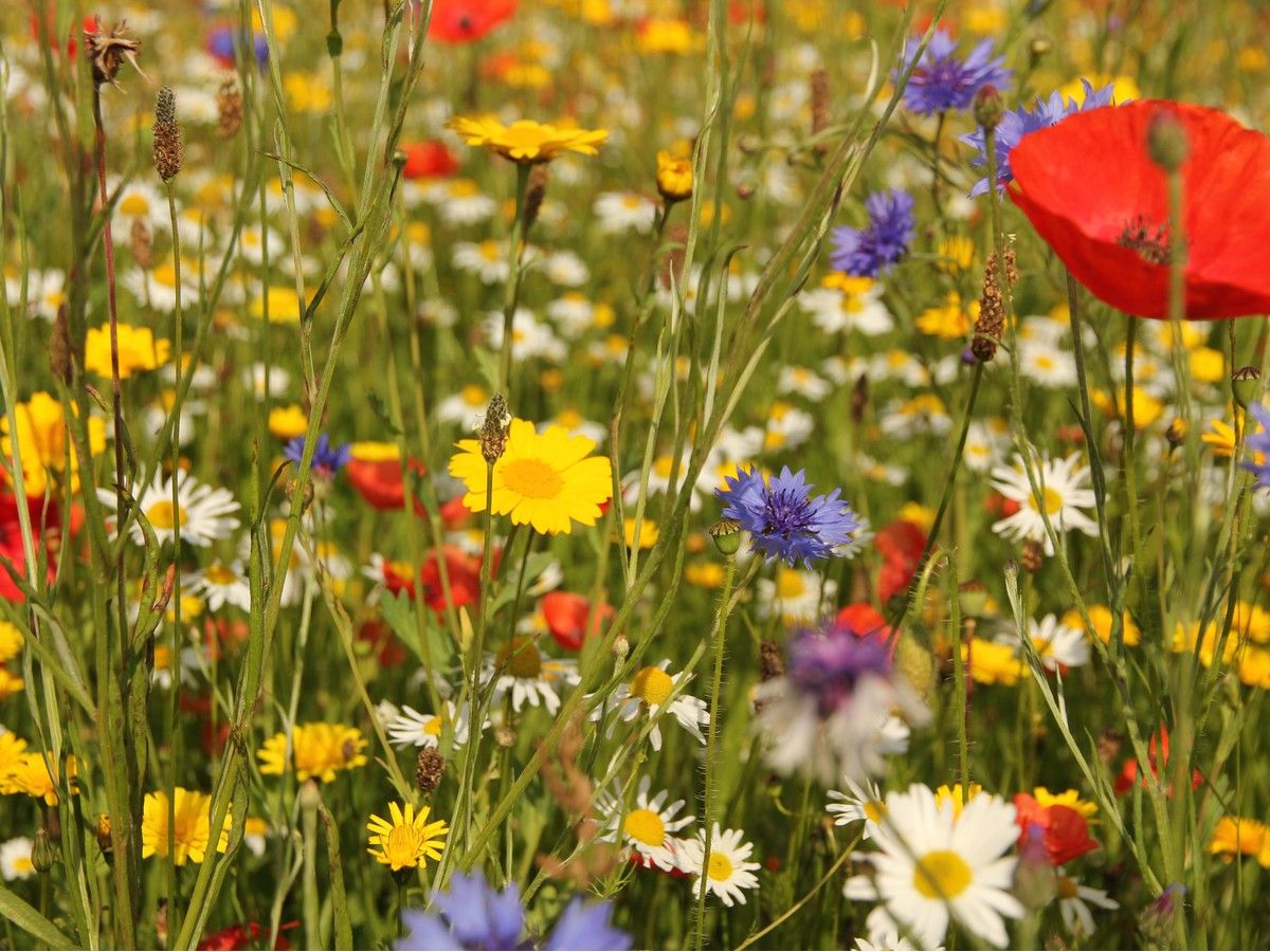 Ins and outs of creating a wildflower garden