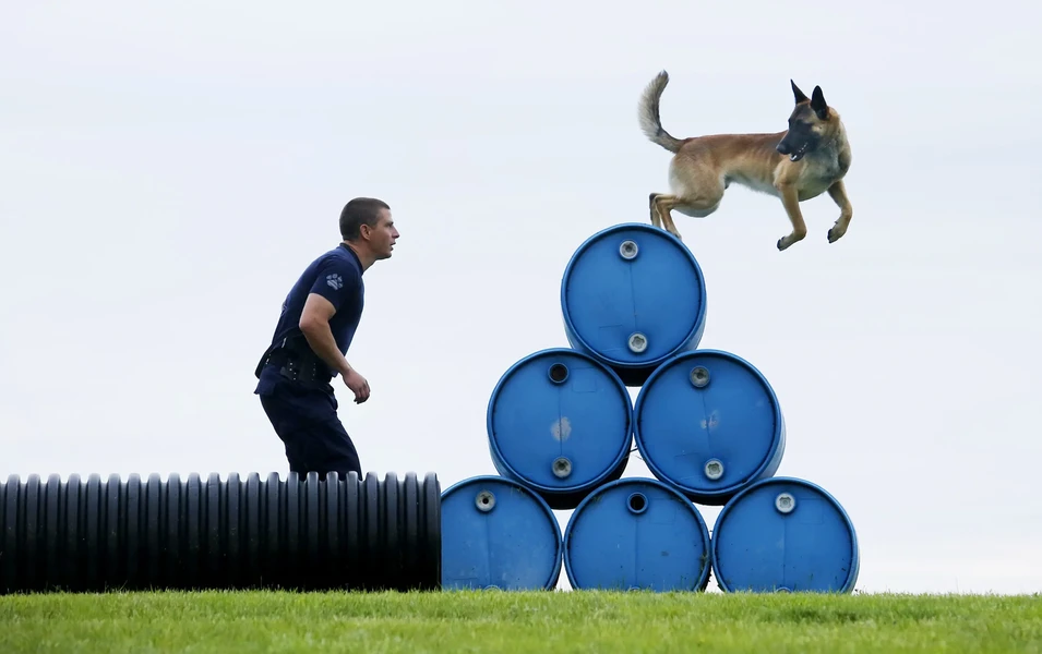 Belgian Malinois Taiga scales 14.1-foot wall in 3 seconds