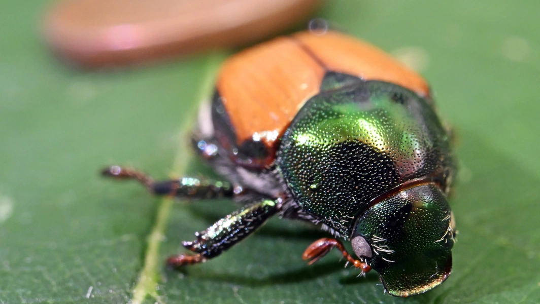 Controlling Japanese beetles with effective strategies
