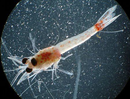 Invasive bloody red shrimp found in biggest Great Lake