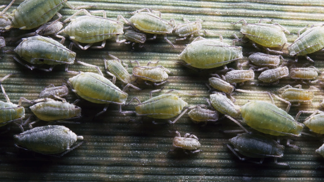 17 natural methods to control aphids