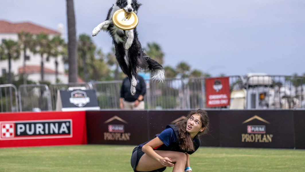 14 intelligent dog breeds with independent streaks