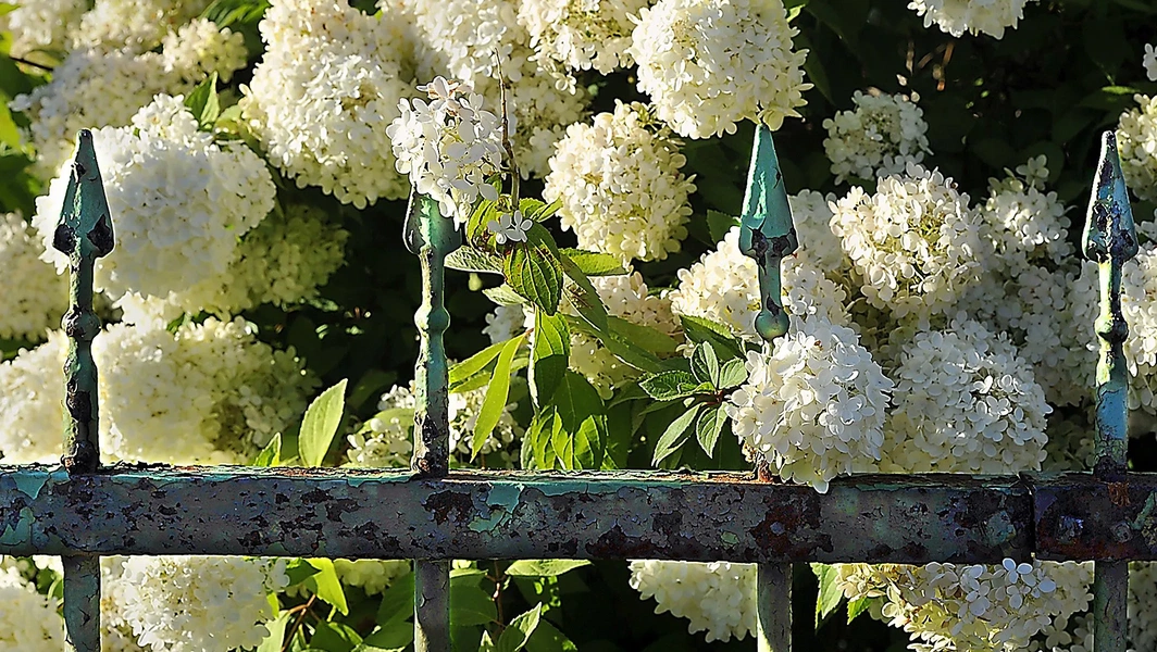 8 stunning white hydrangea varieties