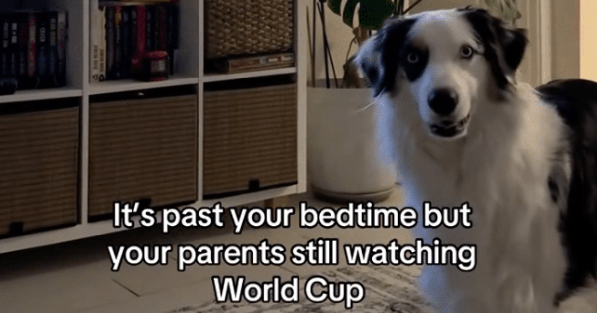 Dog is confused after owners delay bedtime for World Cup game