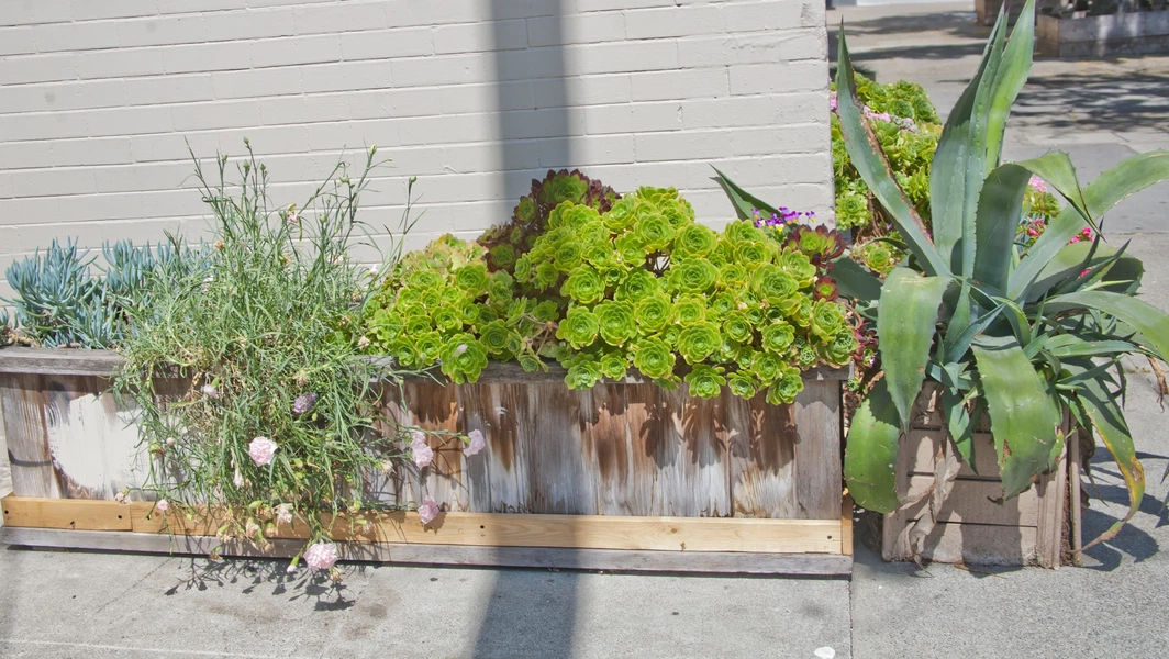 Small space, big garden dreams with containers