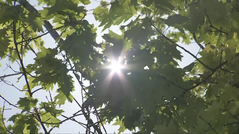 Lakewood to chop down at least 400-year-old Douglas fir deemed a hazard