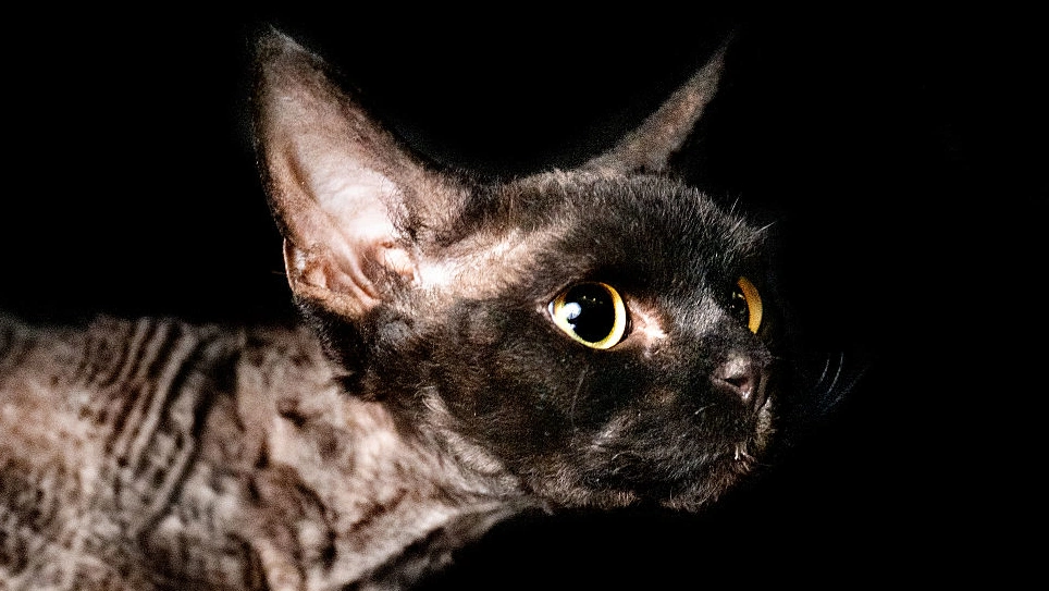 4 curly-haired cats and their distinctive traits