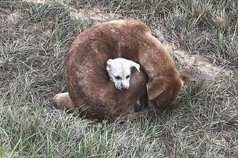 Starving dog mother wraps tightly around her puppy in freezing cold ...