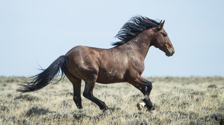 What is the Ford Mustang named after? The history behind the name