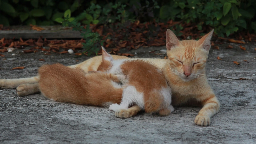 Mama cat keeps runt close, defying survival odds