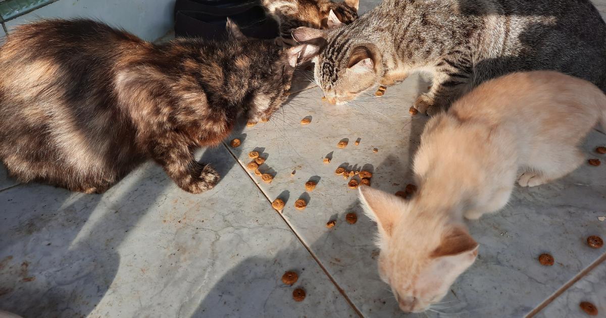 Several rescued cats pregnant: Vietnam police rescue over 500 cats from ...