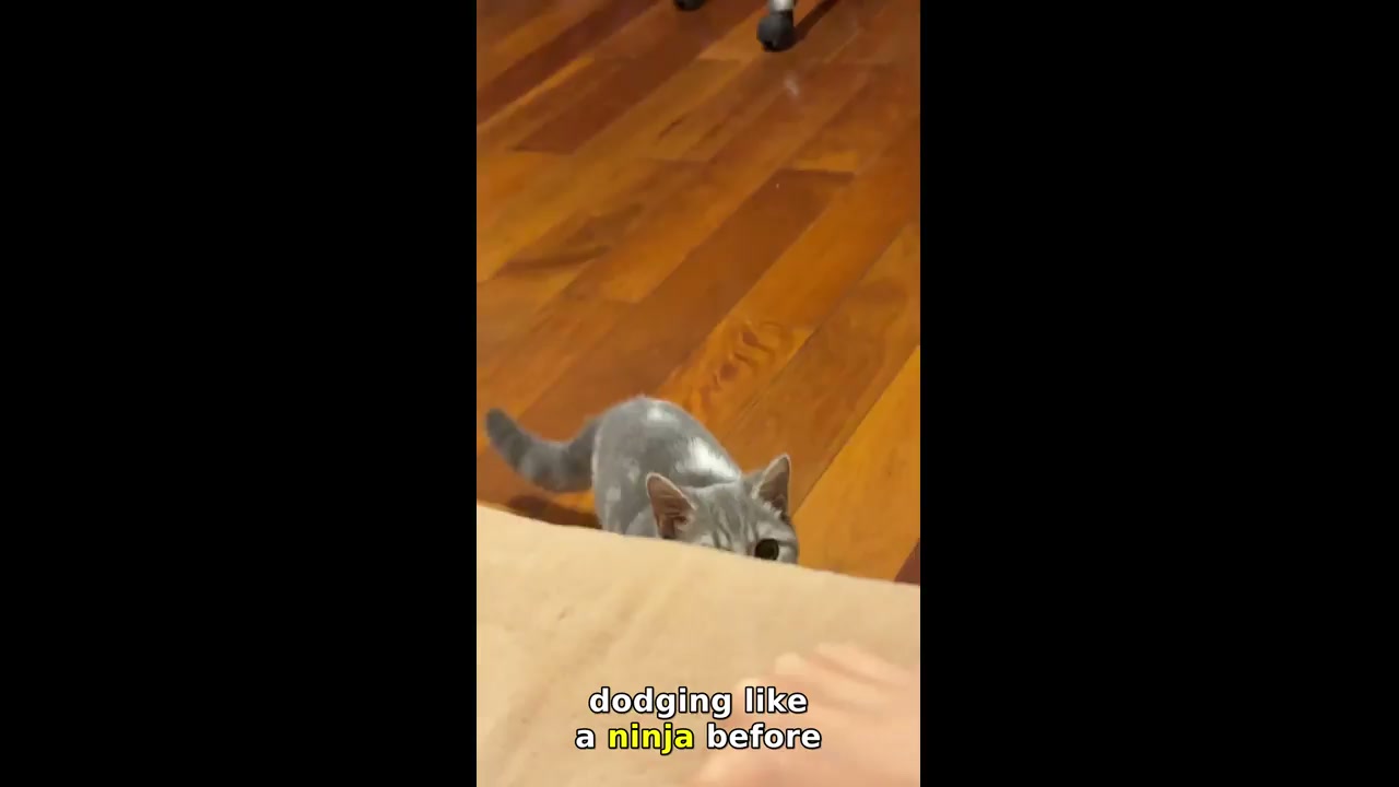 Shy cat playfully dodges owner’s hands in Gansu