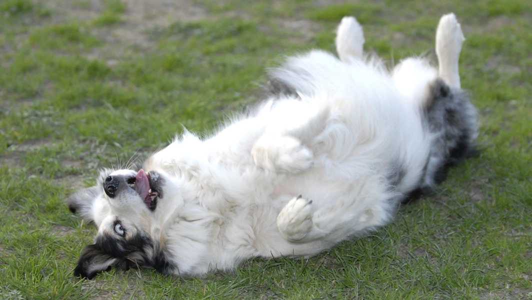 13 signs your dog feels safe and trusts you