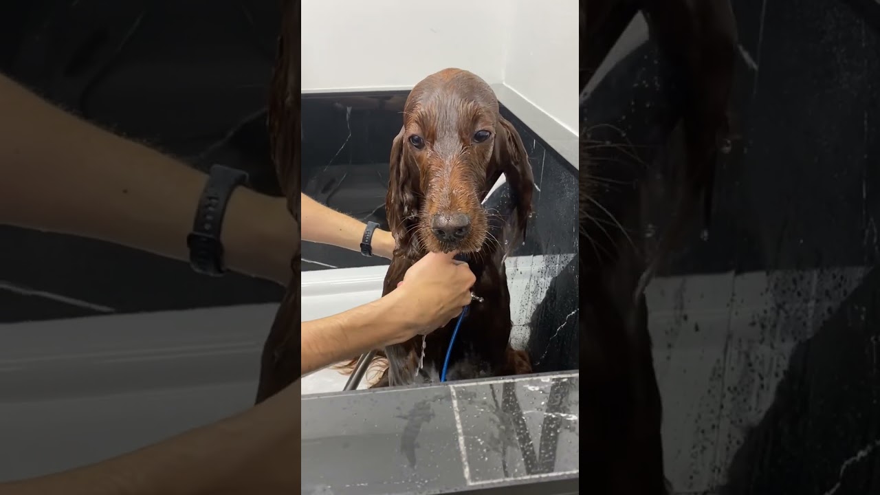 Irish setter makeover: From soaked to stunning | Dog grooming ...