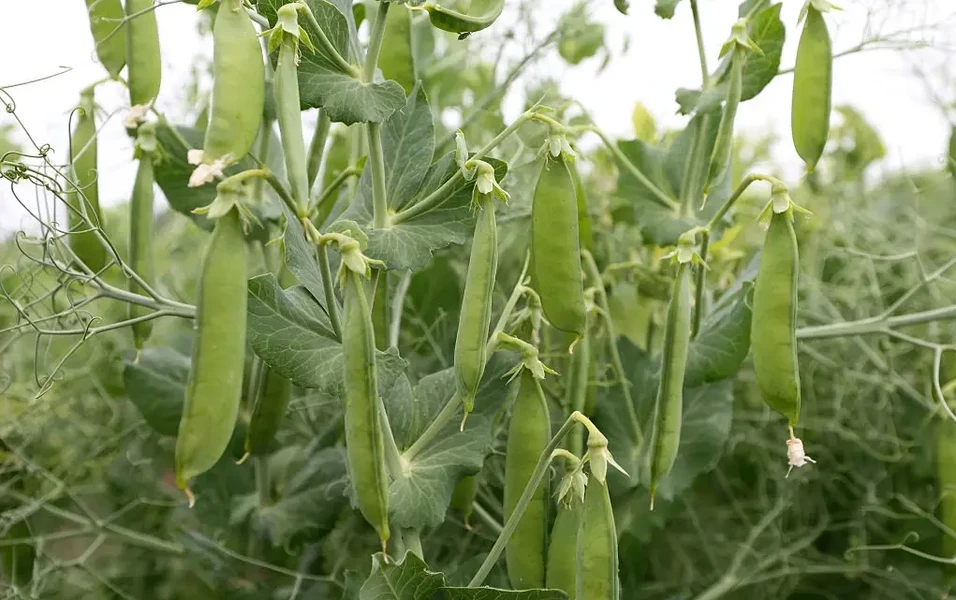Why peas deserve a spot on your plate