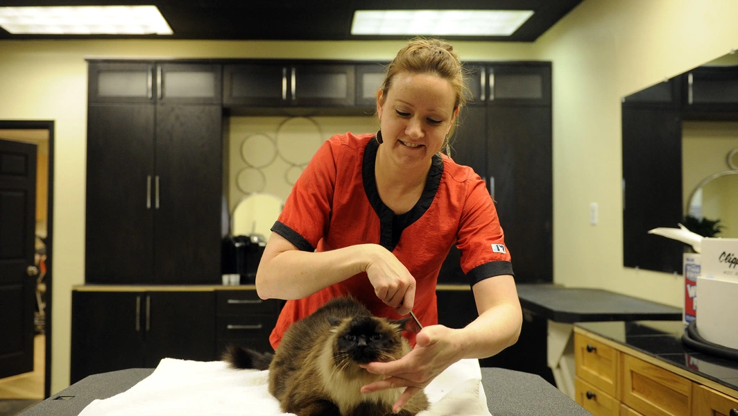 Gentle grooming strategies for fearful rescue cats