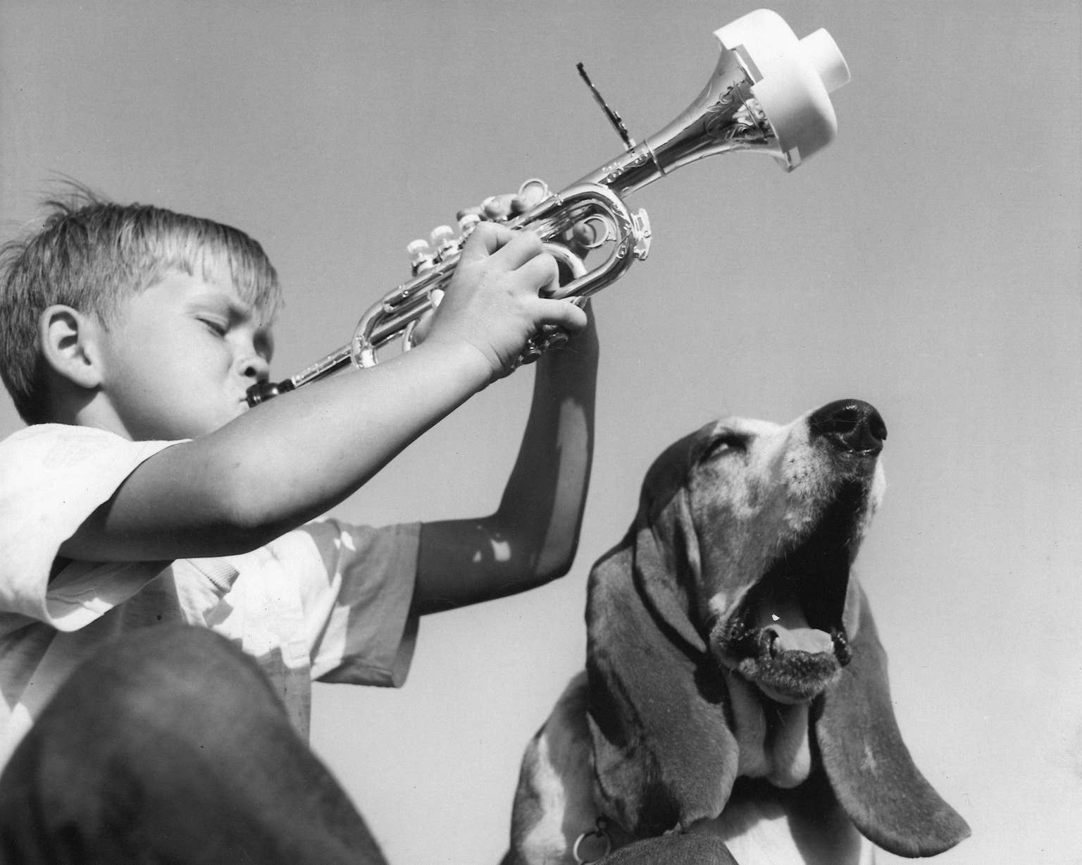 Survey reveals most dogs listen to their parent's favorite music, not ...