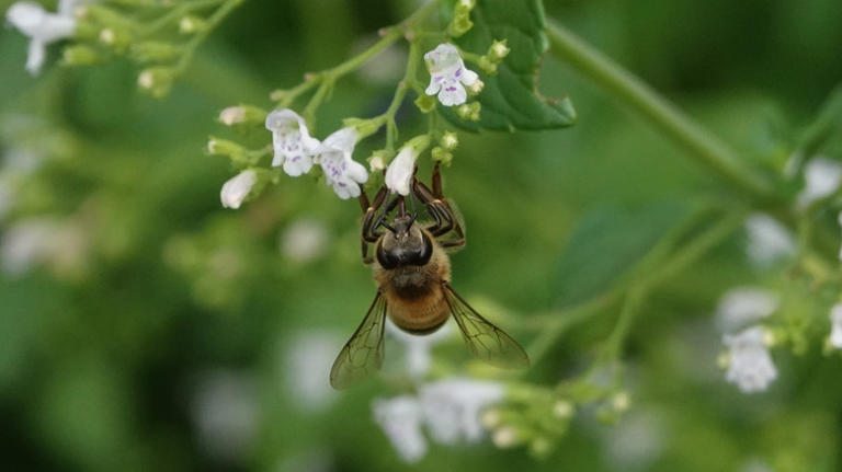 Not herbs nor fruit trees: There's a tough ground cover pollinators love