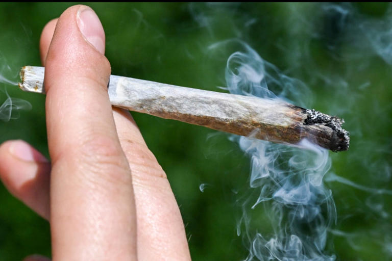 Zugriff im Kampf gegen Drogen: Ermittler ziehen tonnenweise Cannabis ...