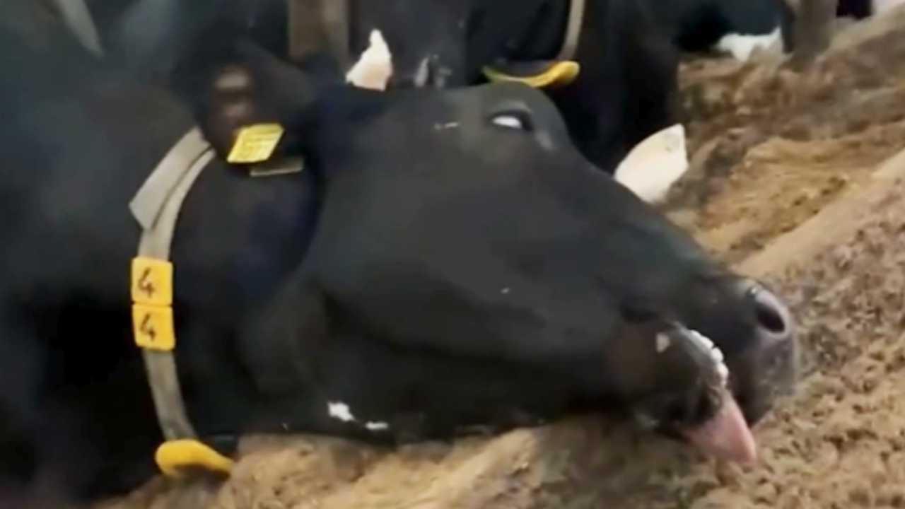 Animals that show incredible compassion and understanding
