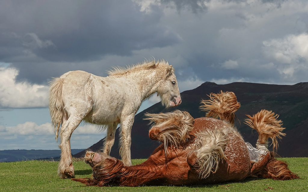 Have amazing animal photos to share? Enter them into this competition ...