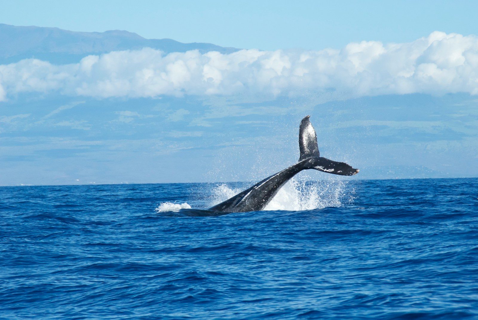 When a 27-ton whale revealed hidden legs