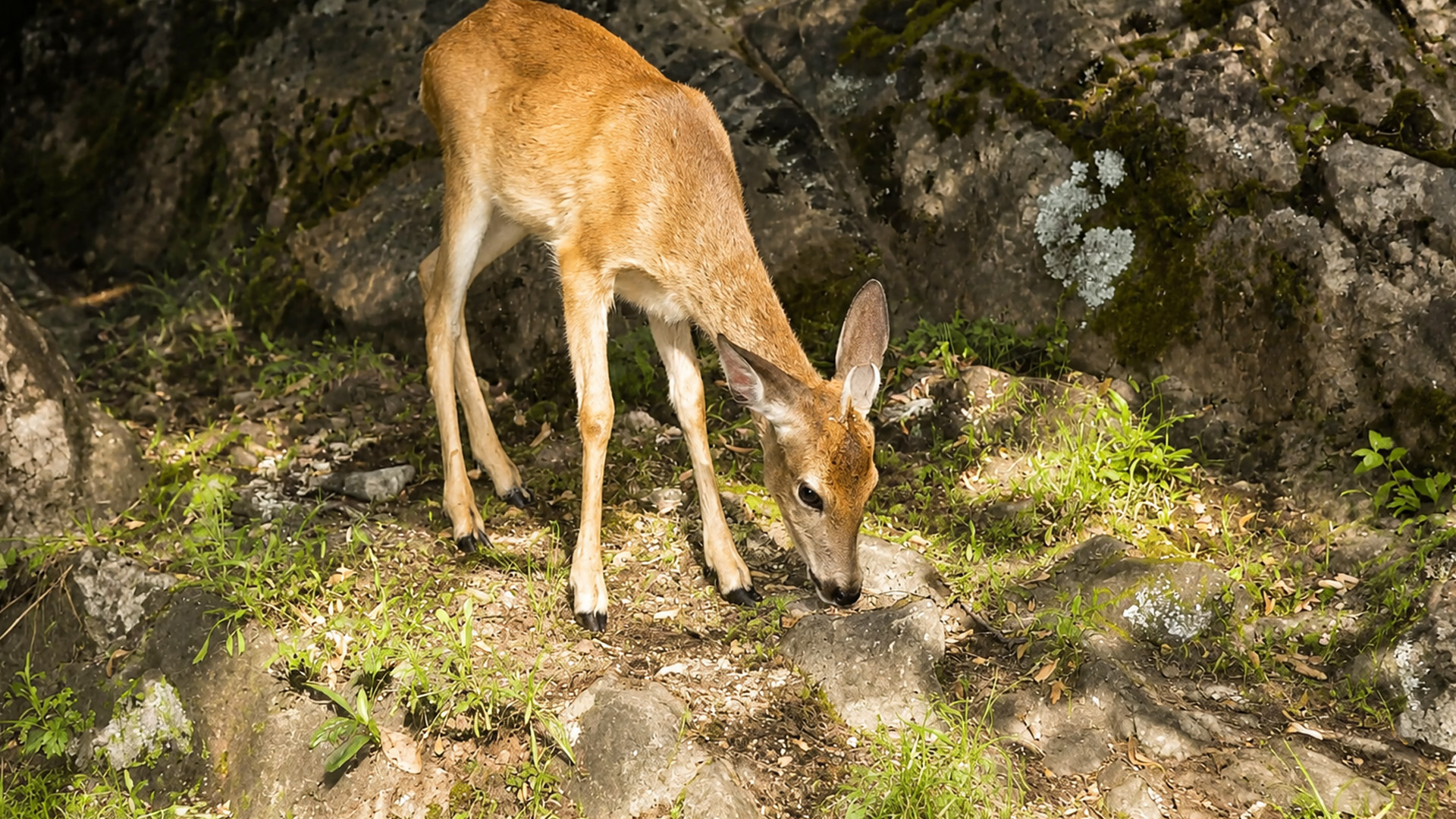 Trail camera reveals what appeared along this rocky forest path in 21 days