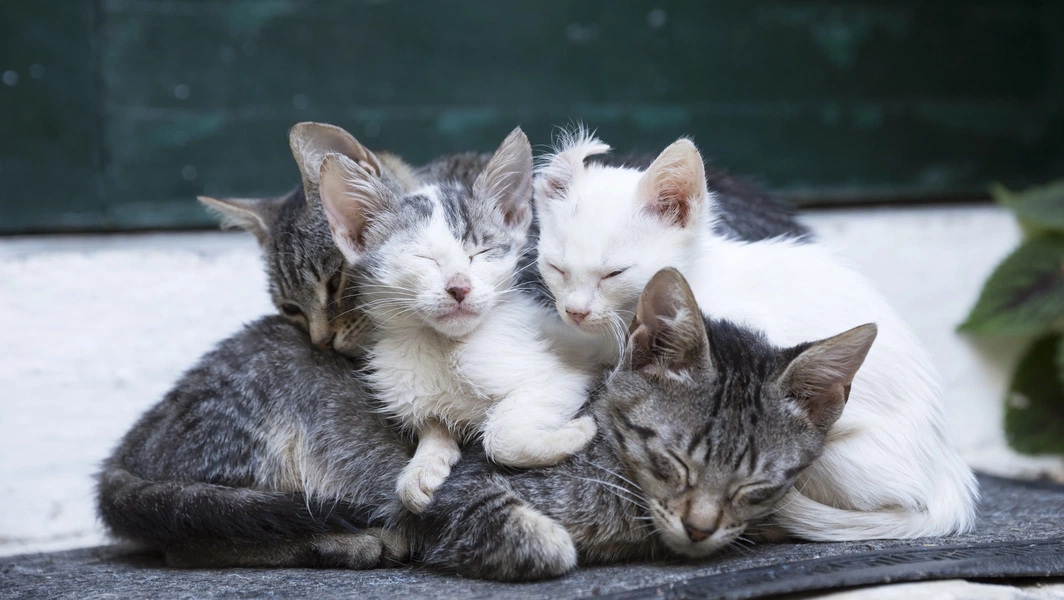 5 Touching Moments Stray Cats Introduced Their Kittens