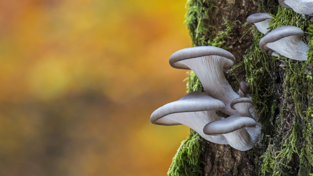 Identifying and managing harmful tree mushrooms