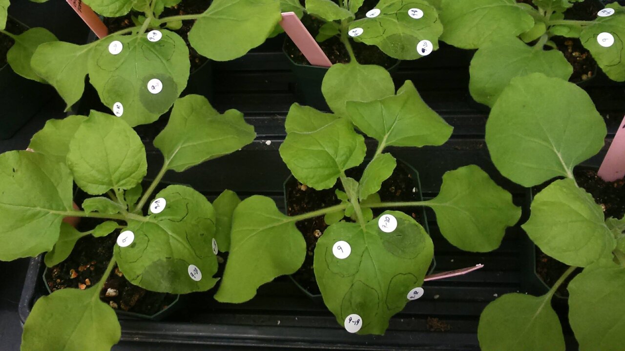 Leaf-based fluorescence test speeds search for plant gene-editing targets