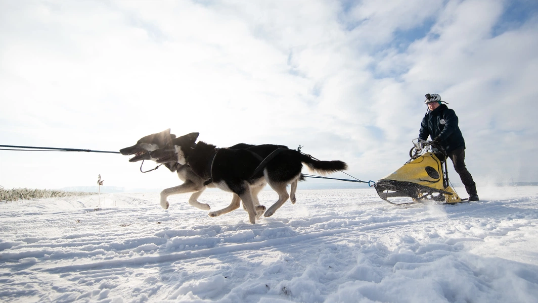 13 dog breeds perfectly suited for cold weather