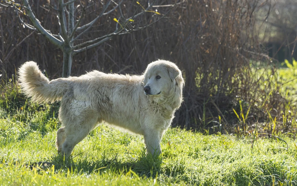 Finding the perfect guard dog for your family