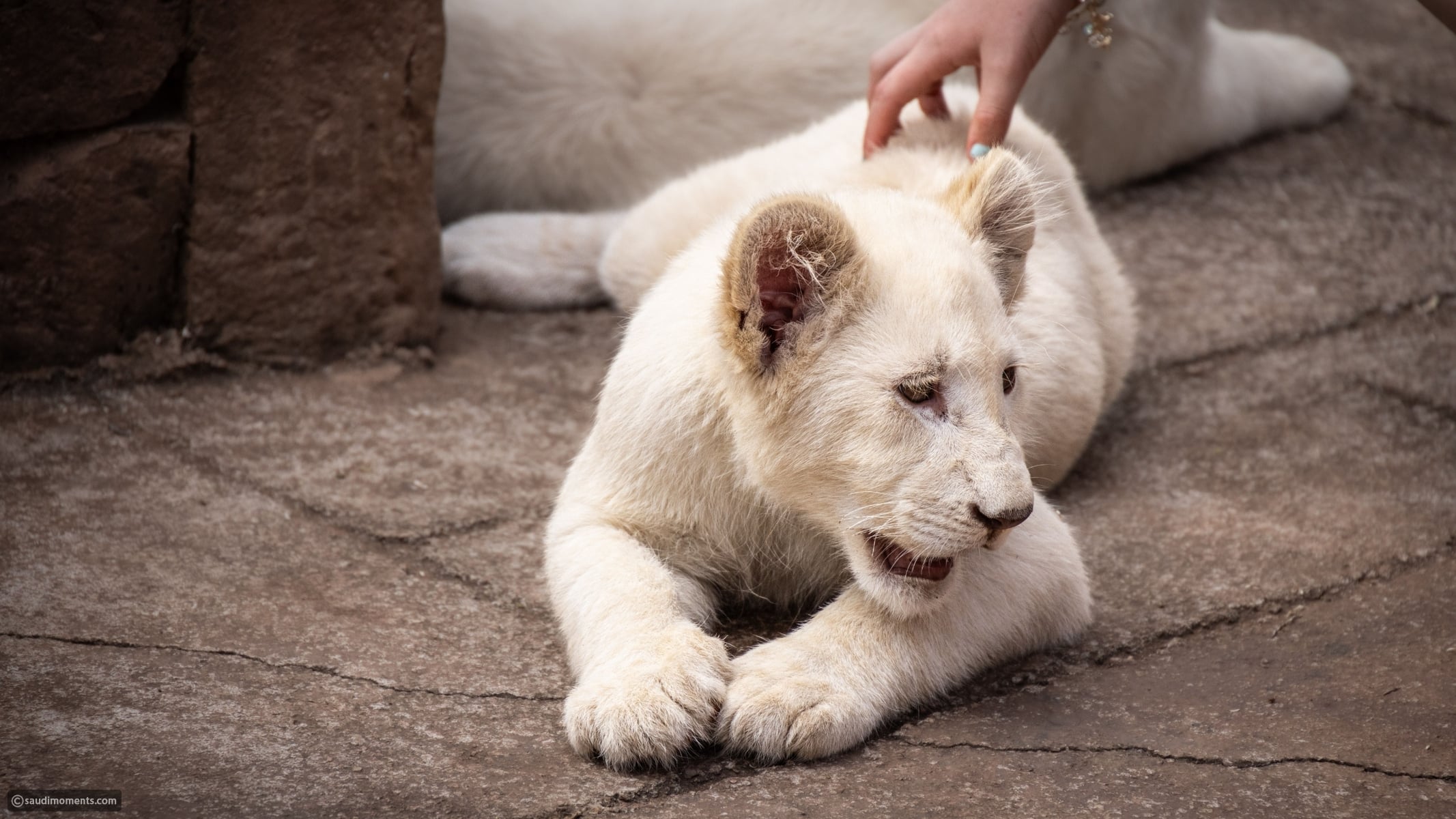 10 incredible animals found across the US