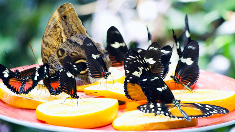 Too many lemons? Use them to attract butterflies and bring color to ...