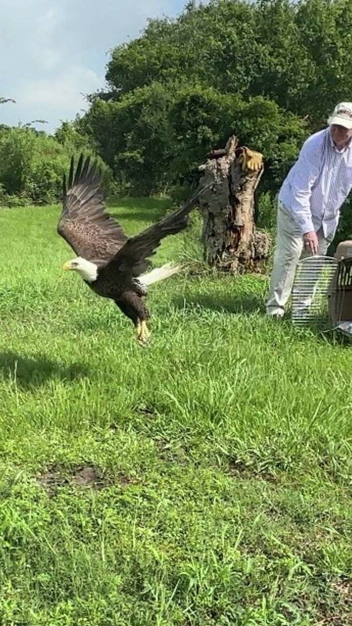 Texas bald eagle gets a second chance