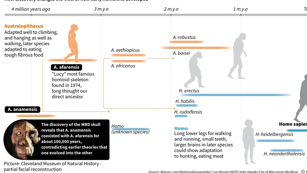 Study finds sudden size leap in human ancestors 2 million years ago