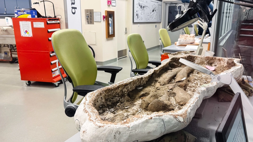 4 fossil discoveries that reshaped evolutionary science