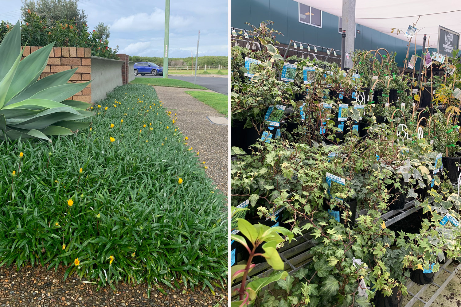Renewed calls to ban invasive plants from being sold at Bunnings and ...
