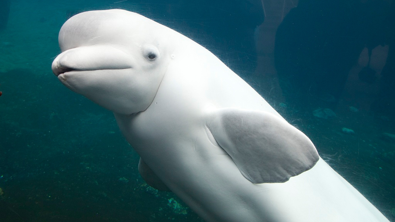 600 Arctic beluga whales reveal a hidden mating strategy that helps ...