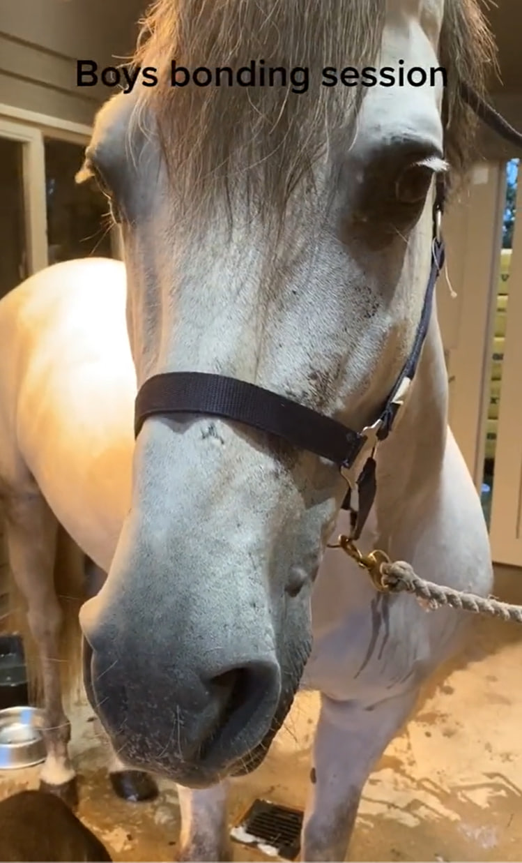 Best friends in the making: doggy and horse bonding moment