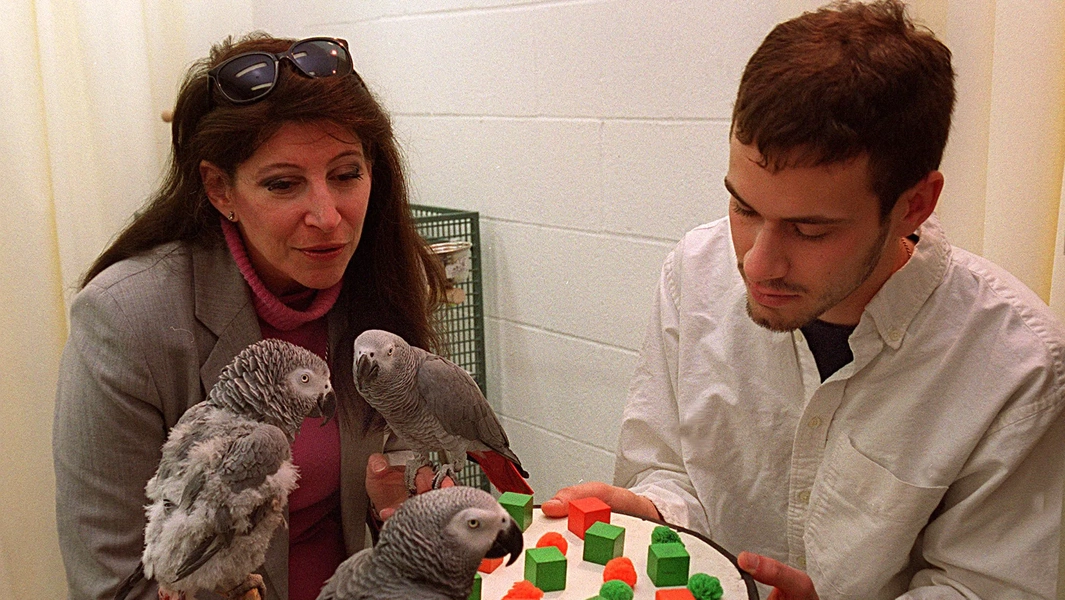 10 remarkable birds with talking abilities