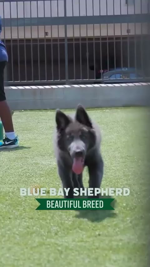 Blue Bay Shepherd