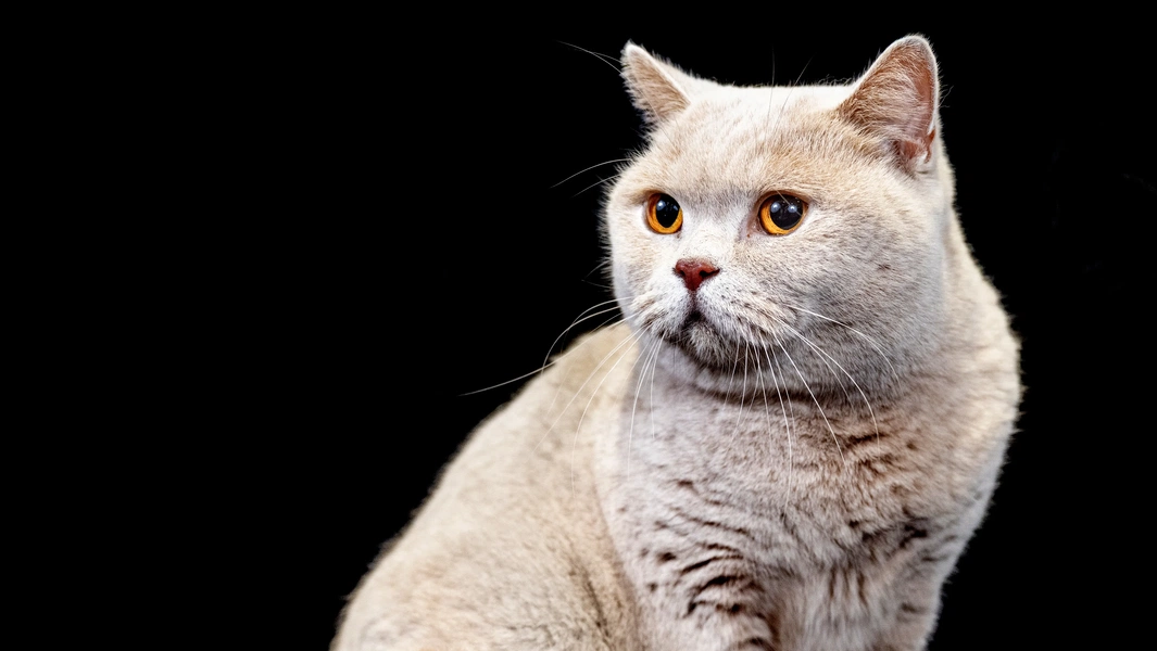 7 cat breeds for every lifestyle