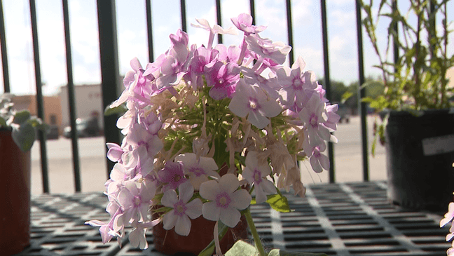 Think your plants need water every day? Think again