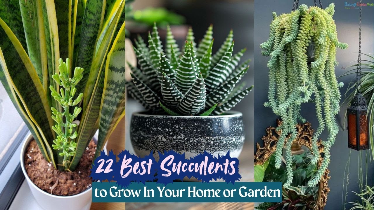Top 22 succulents perfect for home and garden growing