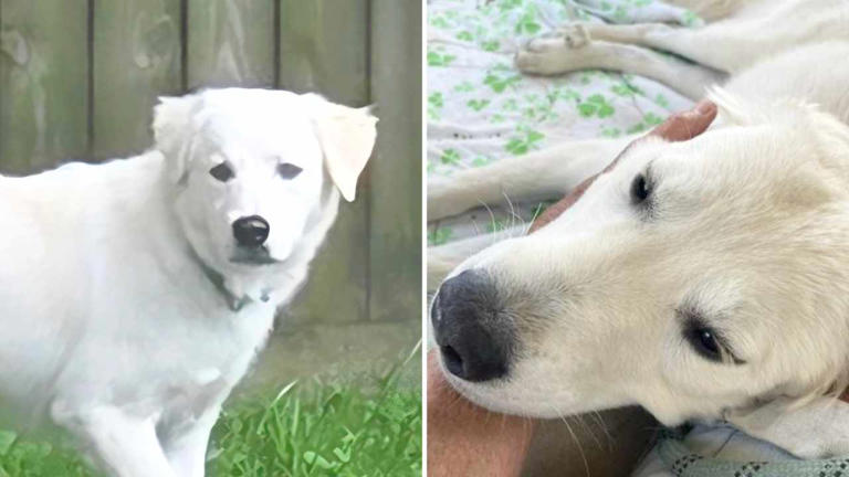 7-month-old Great Pyrenees mix puppy searching for new home after ...