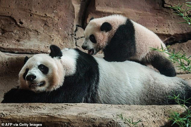 Just when mum thought she had finally found a moment for herself ...